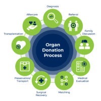 Organ Donation Process - Lifeline of Ohio