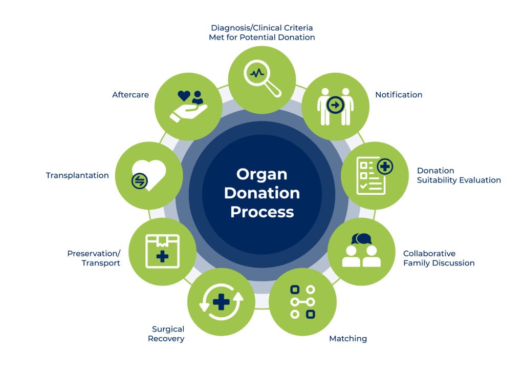 Organ Donation Process - Lifeline of Ohio